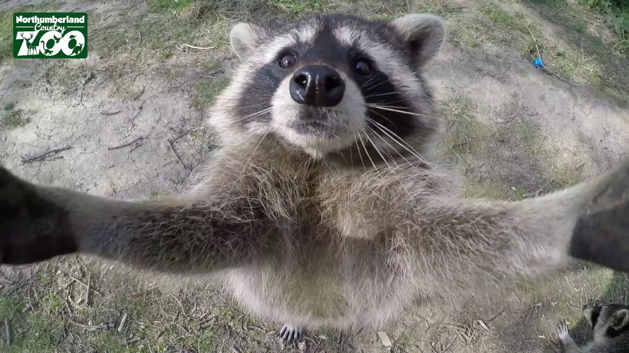 What would a raccoon hug look like? Tommy at Northumberland Zoo shows ...