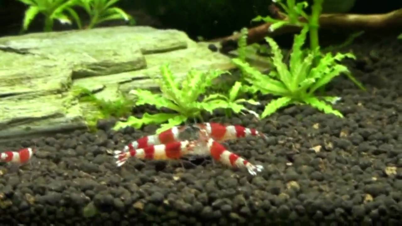 Crystal Red Red Bee shrimp - YouTube