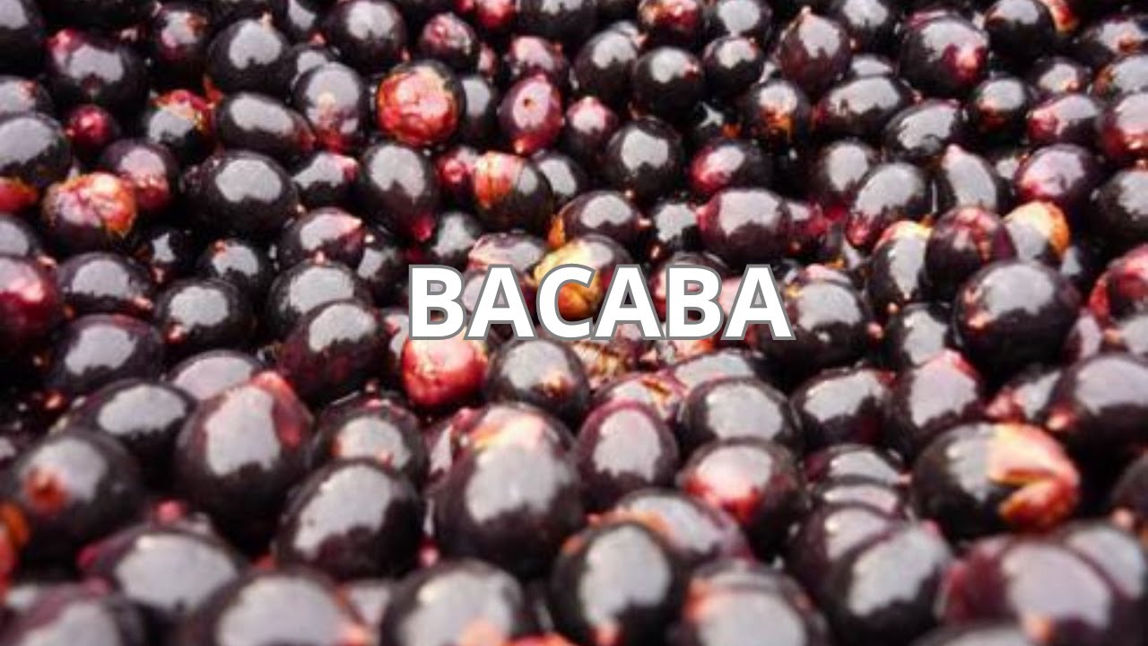 Bacaba - YouTube