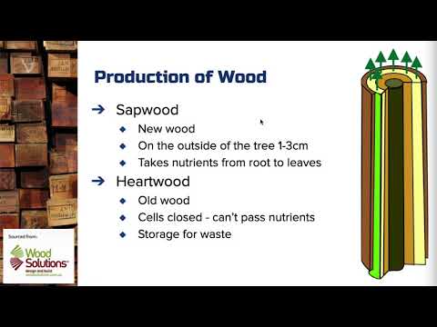Tree Growth and Structure - YouTube