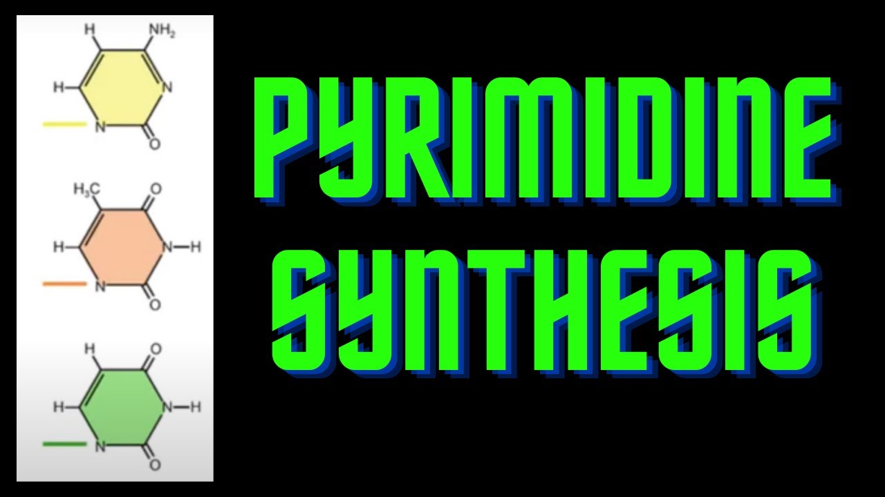 USMLE Step 1 - lesson 3 - Pyrimidine base synthesis - YouTube