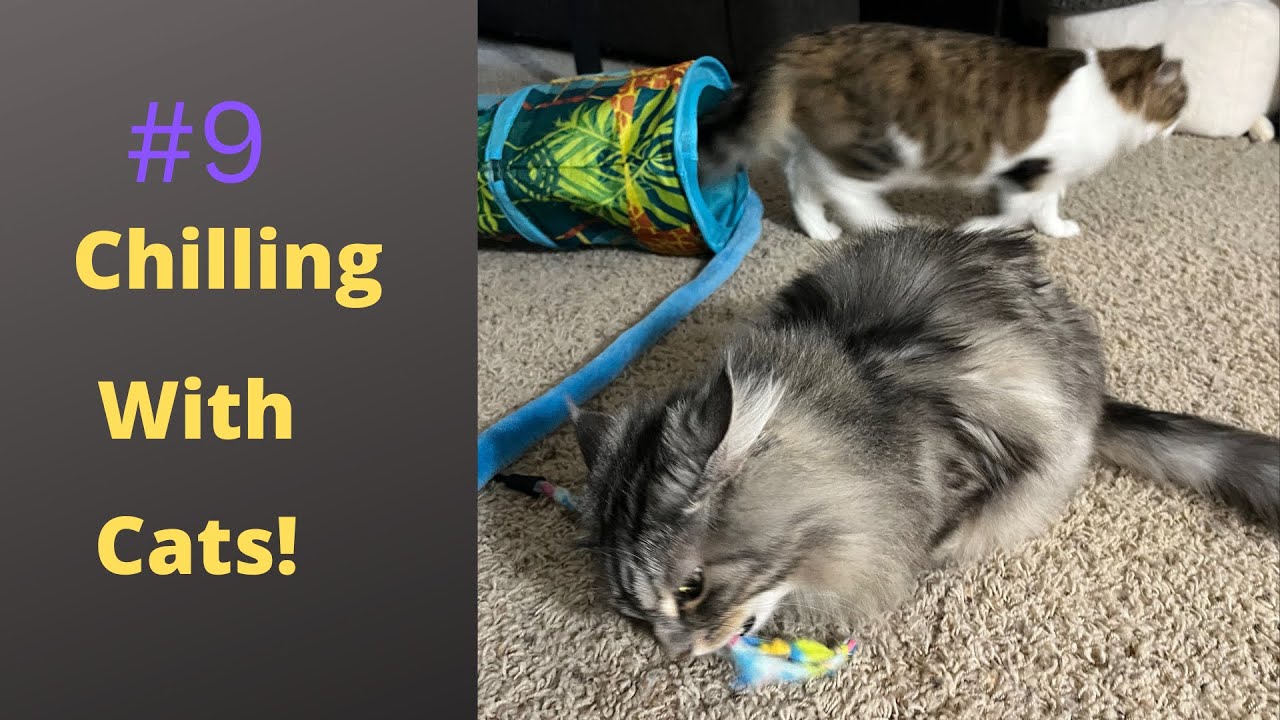 Chilling With Cats Vlog #9 #cute #cat #chill #pets #funny #vlog # ...