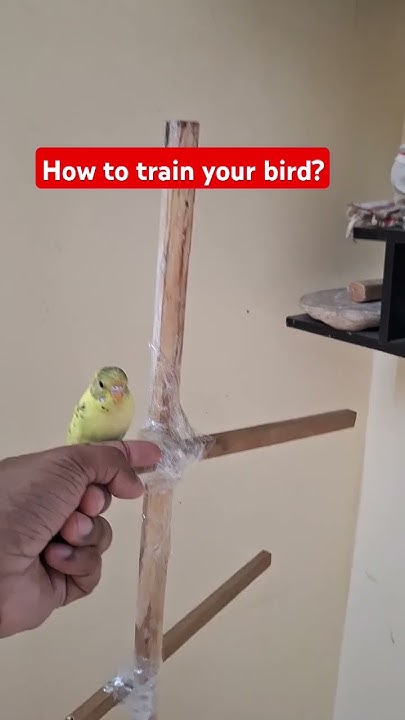 Easiest way to train your bird - YouTube