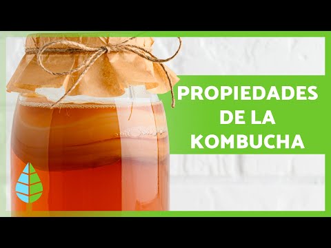 Benefits of Kombucha (Properties, What It's Used For, and How to Make Kombucha)