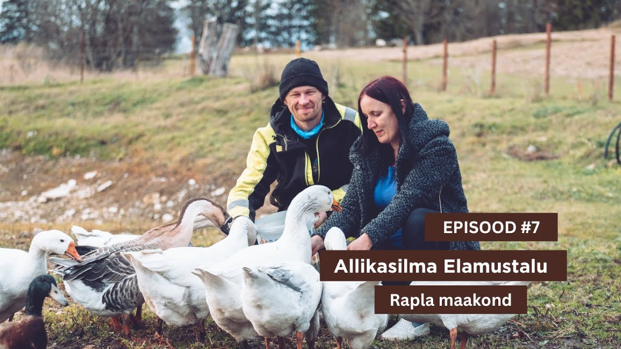 "MOODNE TALU", episood #7 - ALLIKASILMA ELAMUSTALU - YouTube