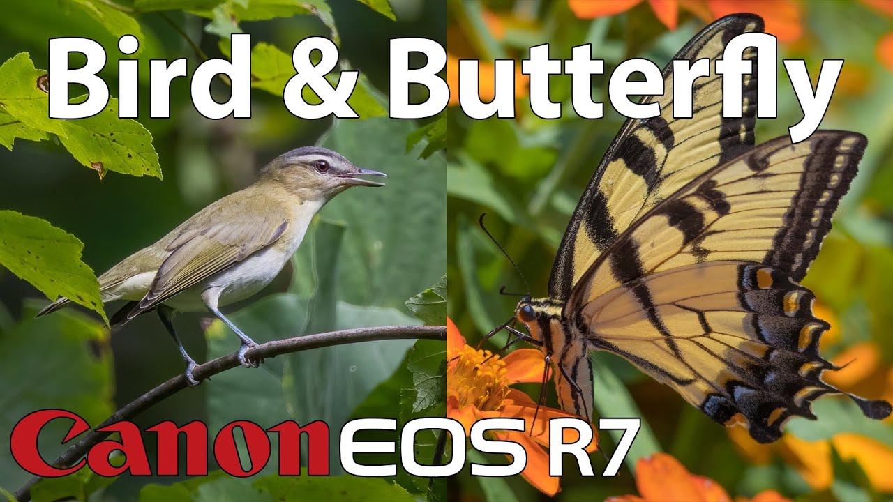 Canon R7 Bird & Butterfly Photography - YouTube
