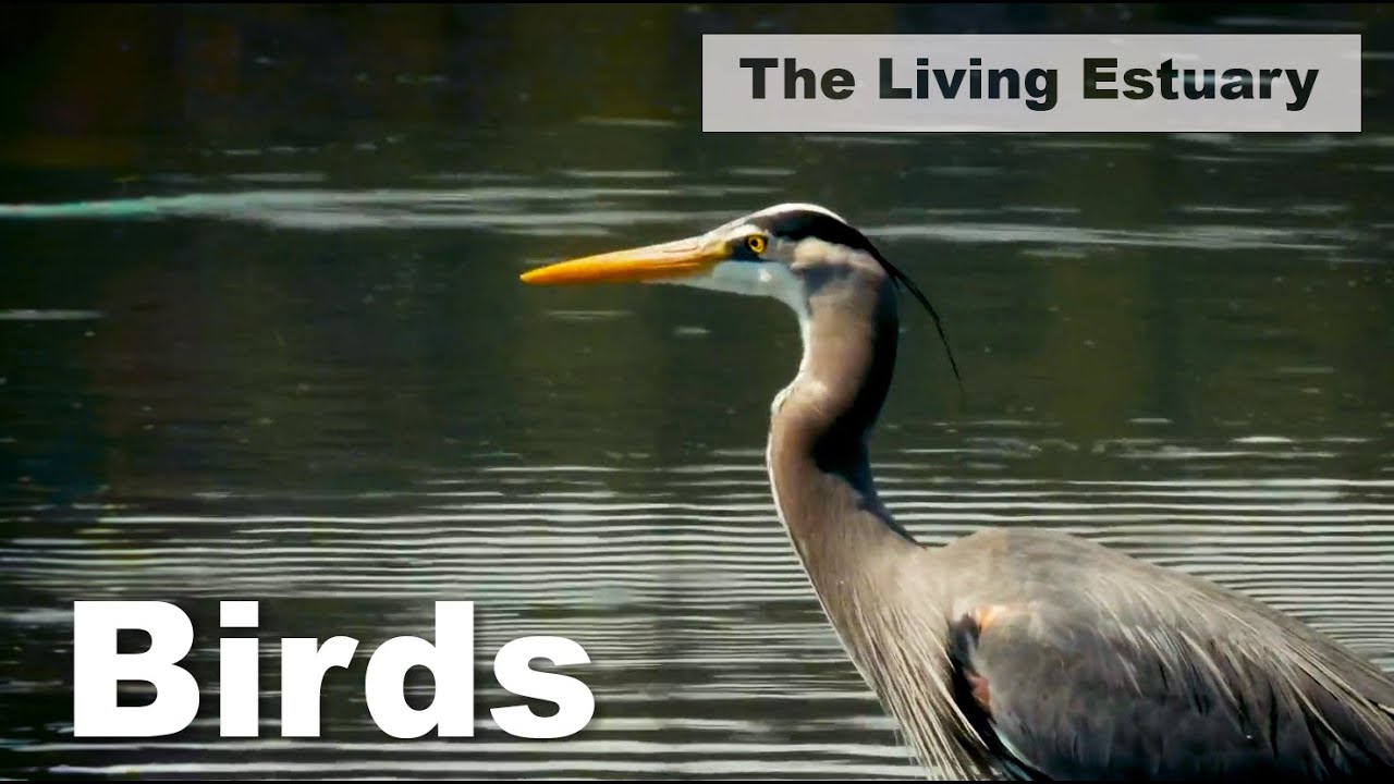 The Living Estuary: Birds - YouTube