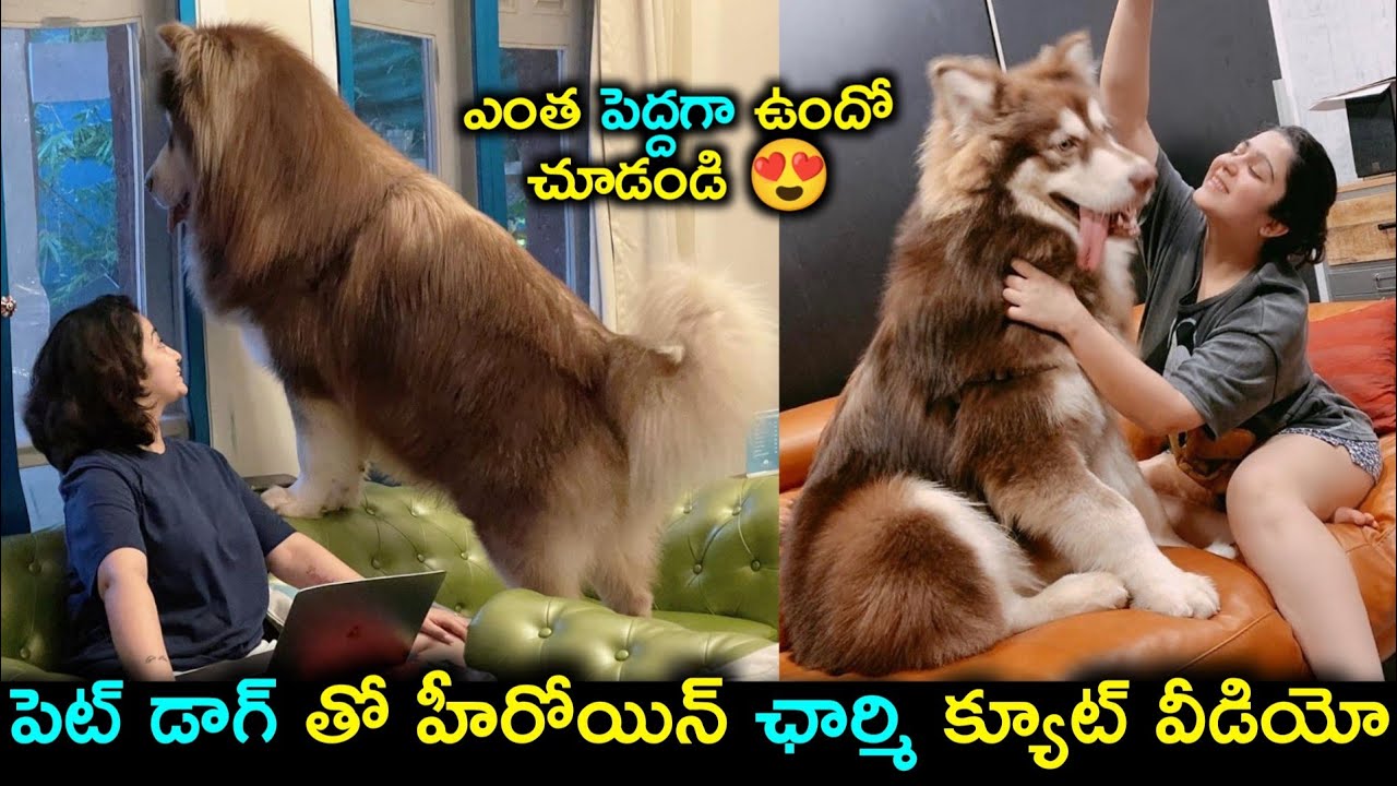 Heroine Charmy cute moments with her pet dog Alaskan malumate ...