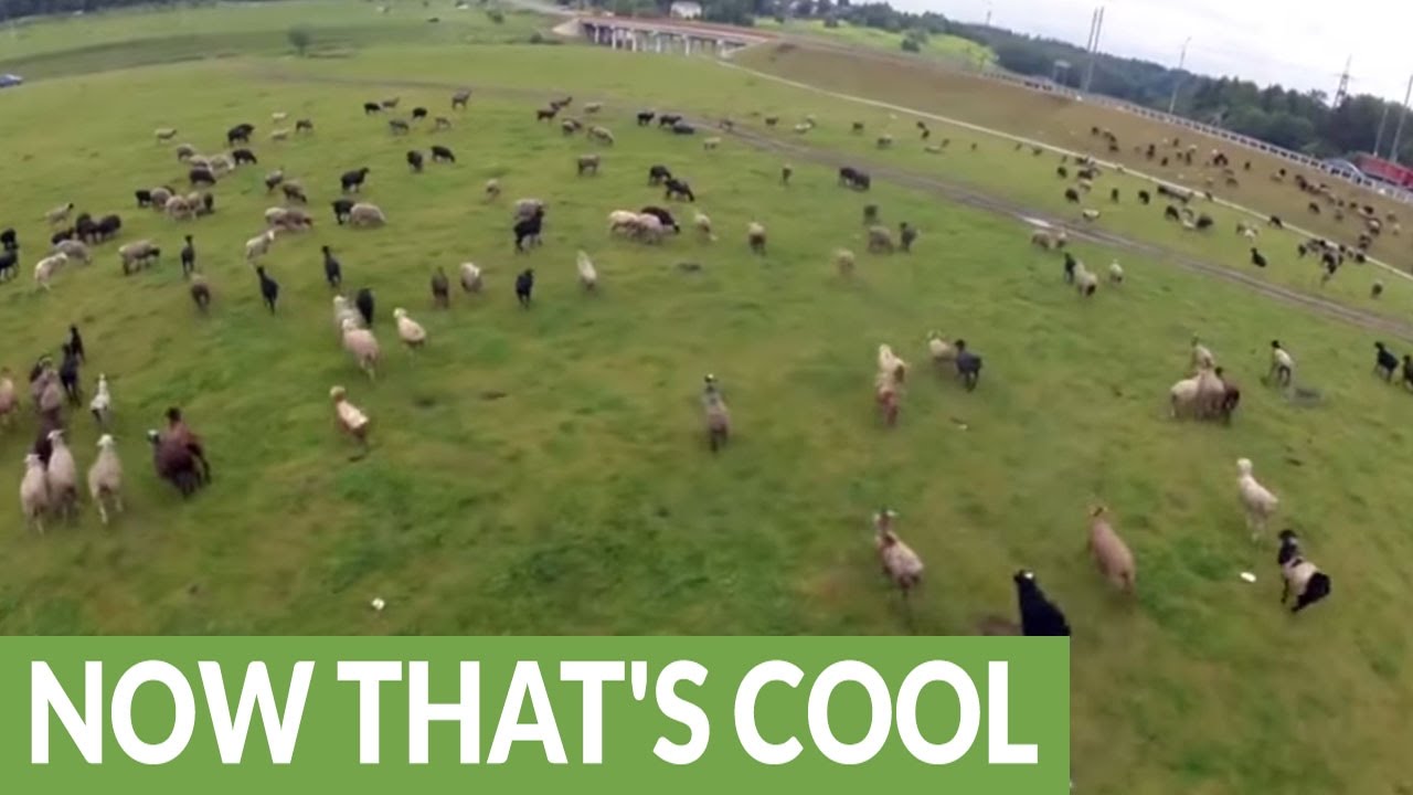 Creative shepherd uses drone to herd sheep - YouTube