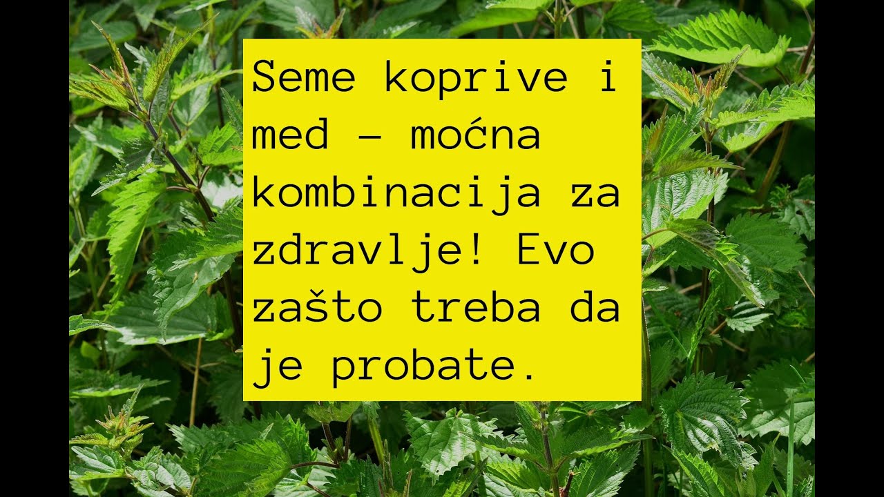 Seme Koprive i Med: Moćna Kombinacija za Zdravlje! 12 Neverovatnih ...