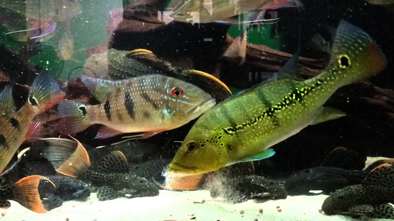 Cichla sp. Melanie - YouTube