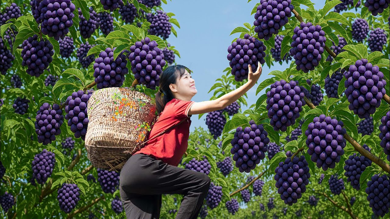 Harvesting 1000+ Dragon Grapes Goes To Market Sell | Why Are Buyers ...