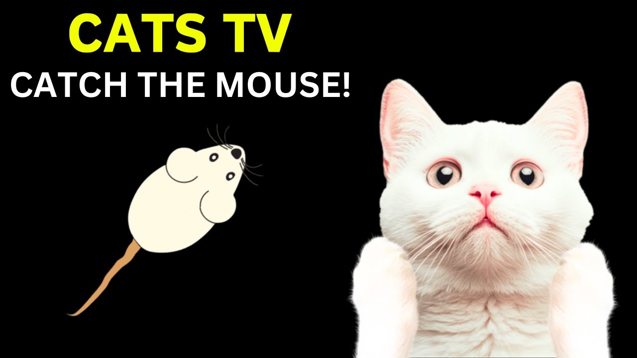 Cat Games: white Mouse Chase! Mouse Video for Cats to Watch 🐱 - YouTube