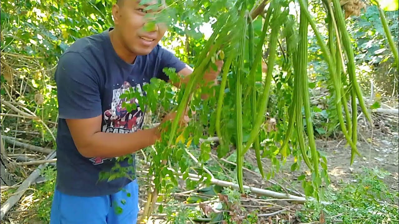 ANG BUNGA NG MALUNGGAY NA MASARAP NA PAKBET | Life in the Province ...