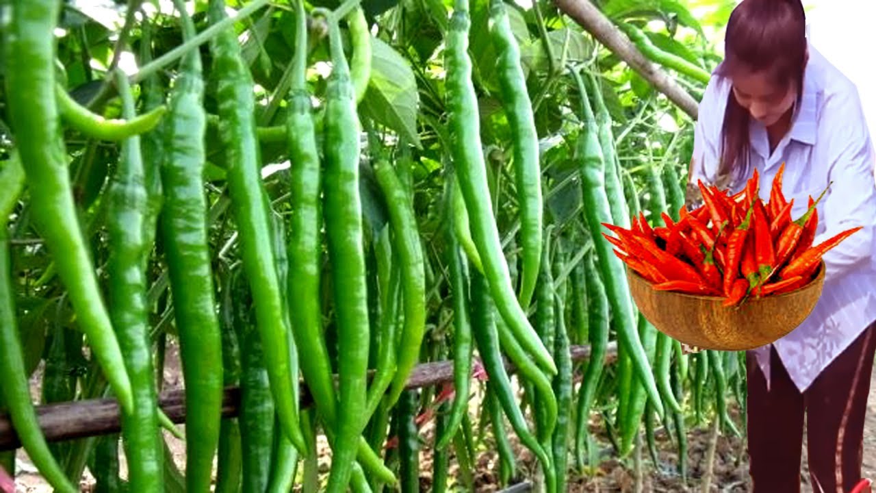 How to Start Business Chilli Cultivation - Chilli Farming Business Plan ...