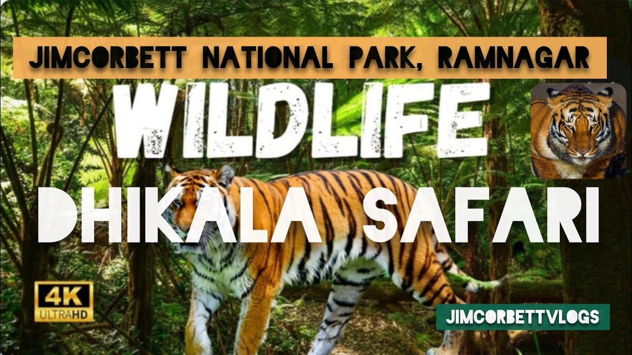 Wildlife Sighting during Jungle safari, Jim Corbett, Ramnagar II Kaal ...