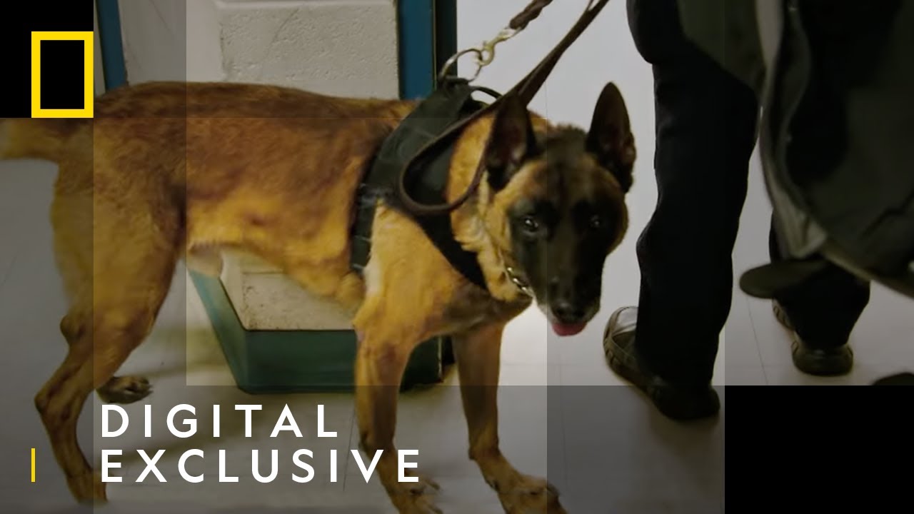 US Patrol Officers Pull Out The Big Dogs | To Catch A Smuggler ...