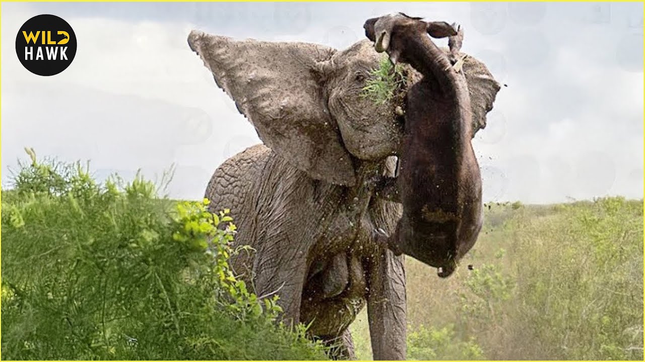 Most Ruthless Elephant Attacks on Earth Ever Caught on Camera! | Animal ...