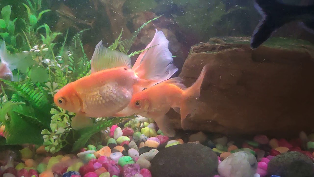 Red cap n gold fish love - YouTube