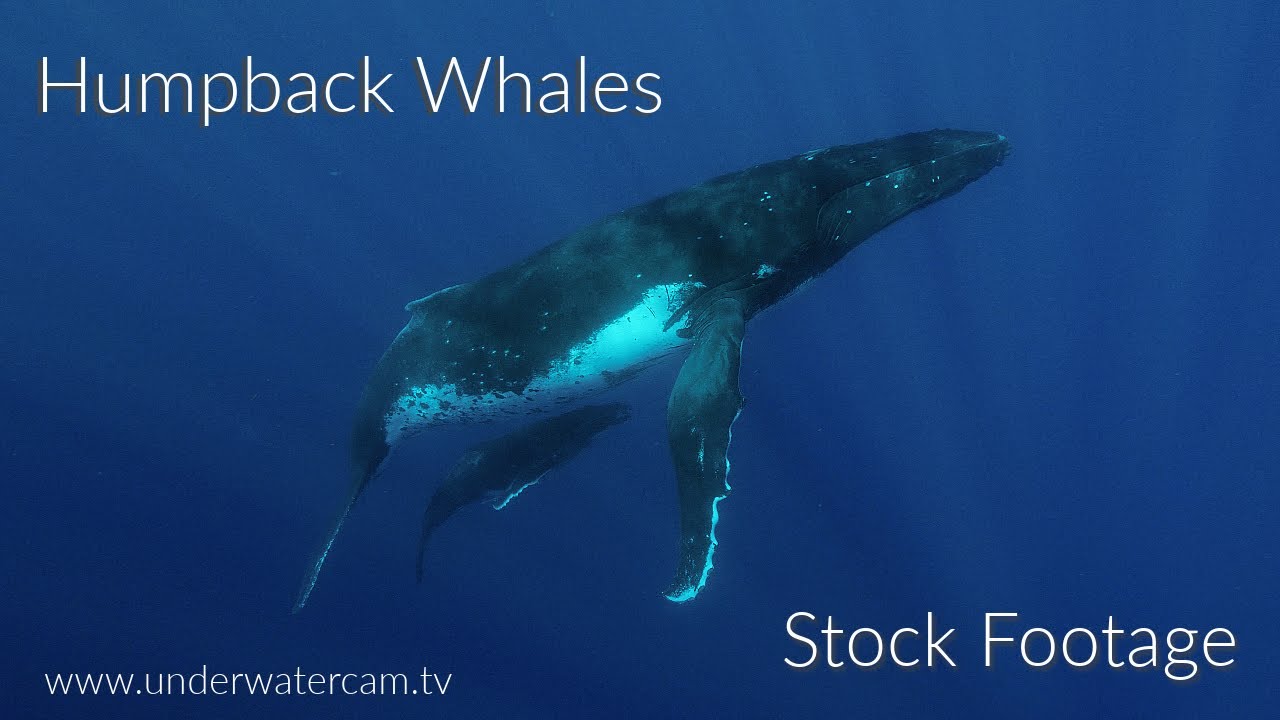 Amazing singing Humpback Whales - Stock Footage Reel - HD, 4k and 8k ...