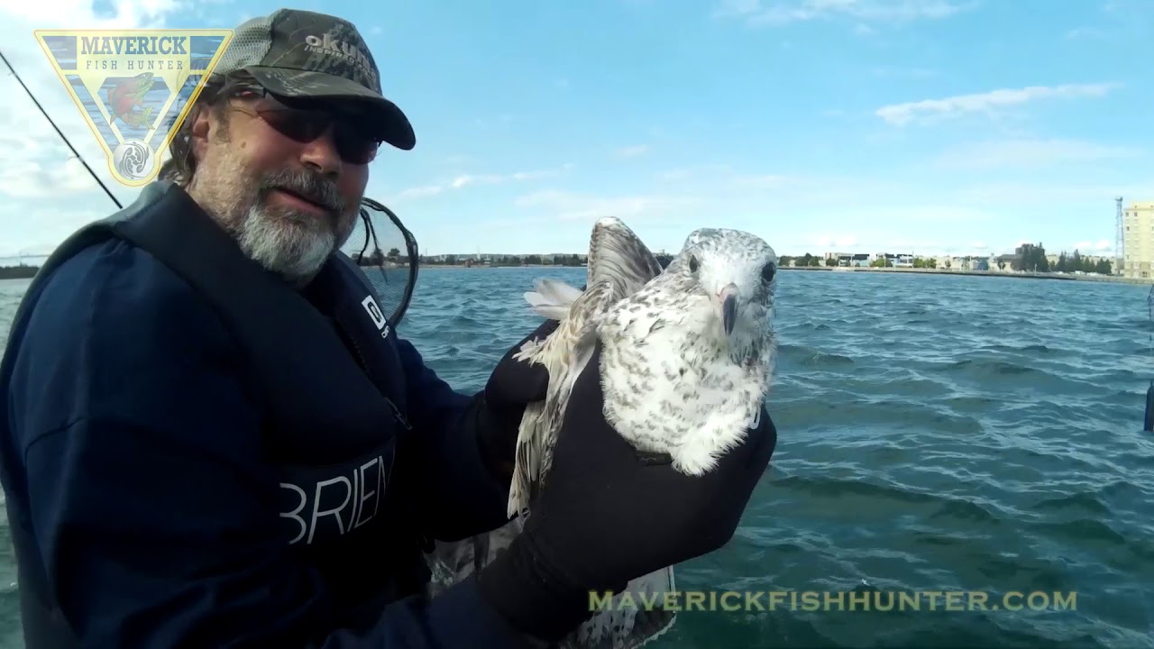 Maverick Fish Hunter S1E4 - Agawa - YouTube