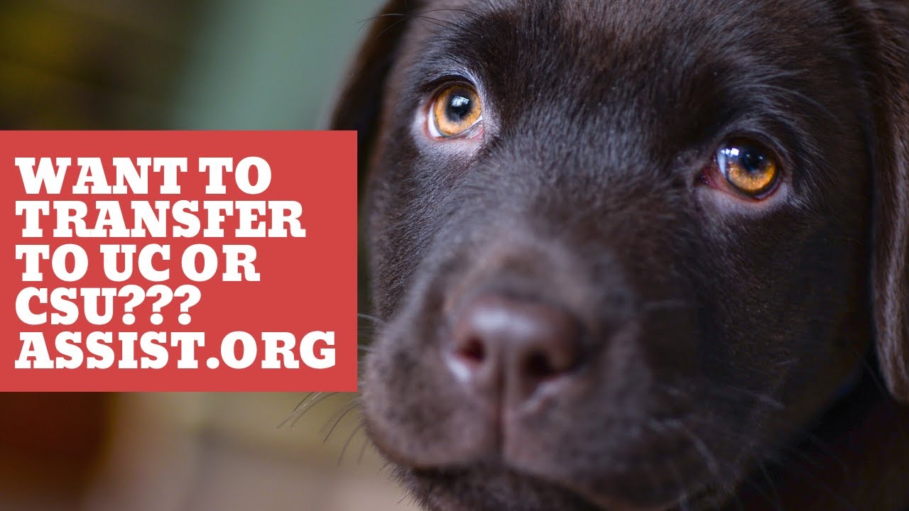 Guide Using Assist.org Transferring to a CSU or UC - YouTube