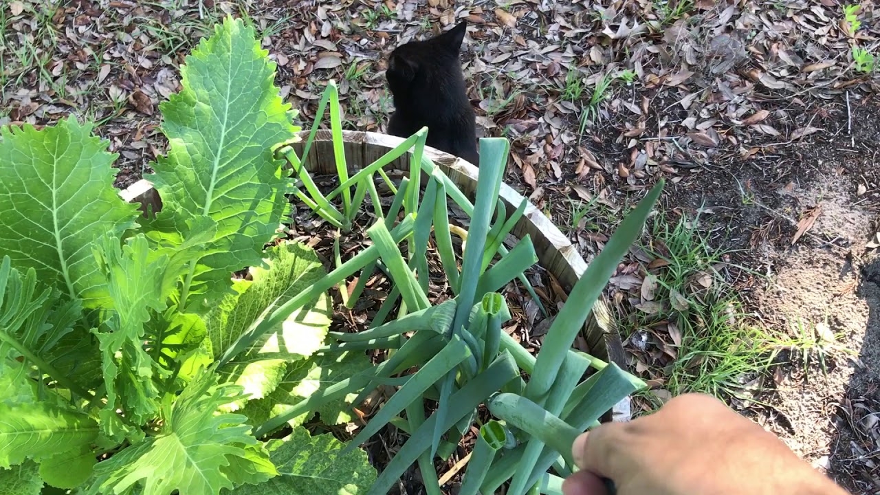 I LIKE ONIONS! - YouTube