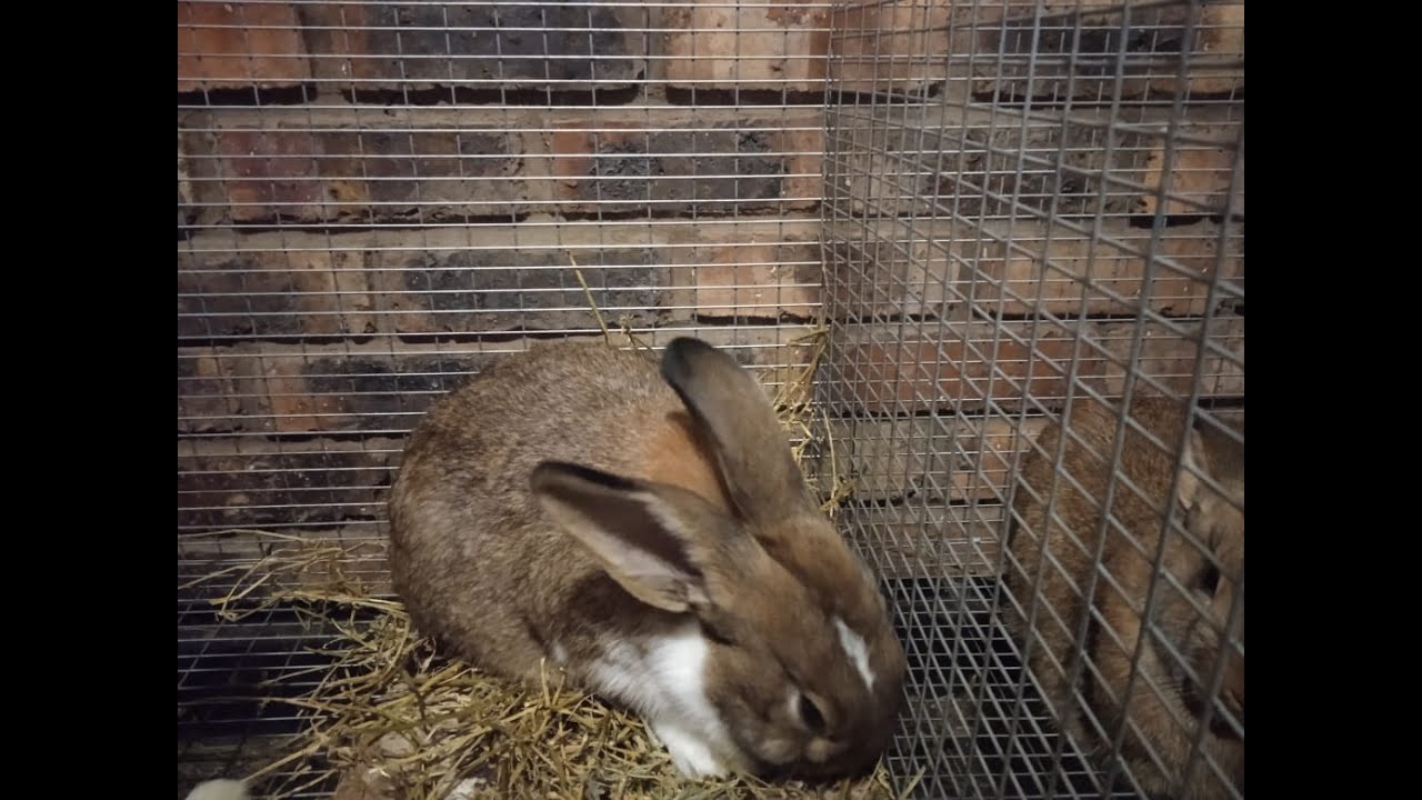 Rabbits - Vienna marked rabbit - YouTube