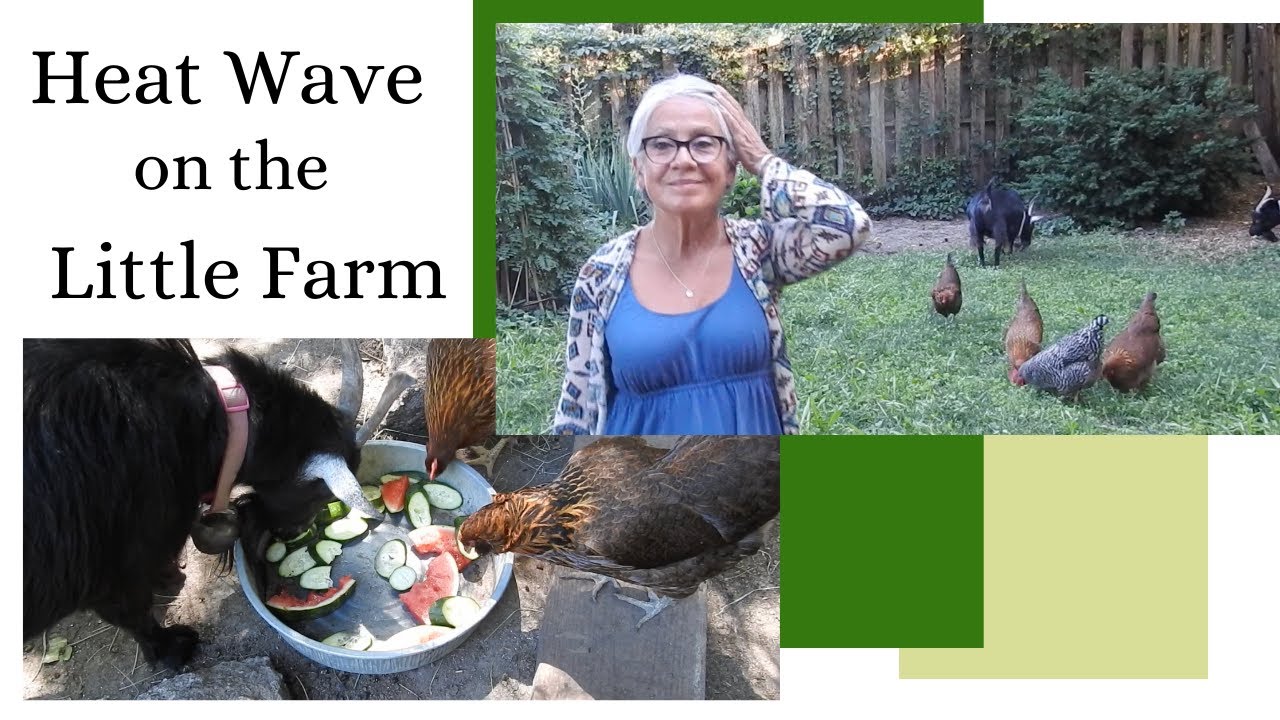 Caring for Farm Animals during a Heat Wave - YouTube