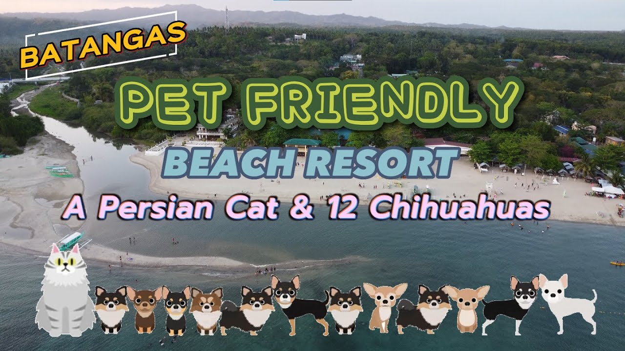 Pet Friendly Beach Resort for 12 Chihuahuas and 1 Persian Cat | Kabayan ...