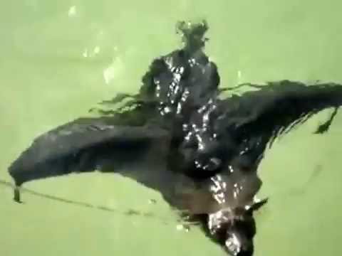 swimming bat - YouTube
