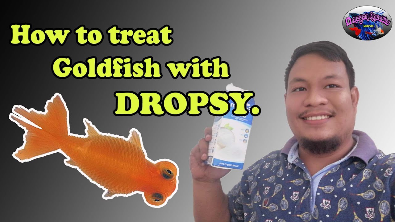 HOW TO TREAT GOLDFISH WITH DROPSY! - YouTube