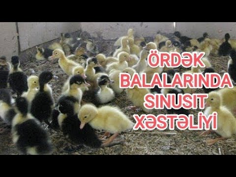 ORDEK BALALARINDA SINUSIT XESTELIYI HAQQINDA VE MUALICESI - YouTube