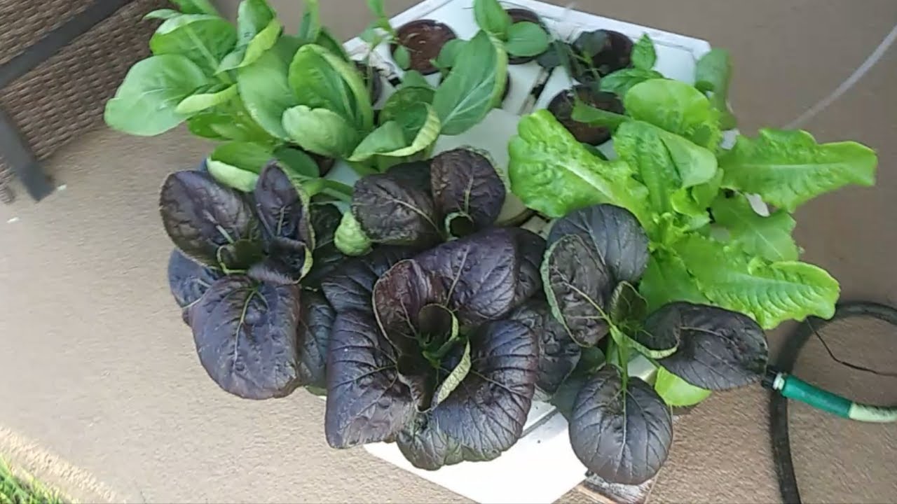How to Grow Bok Choy in Less Than 30 Days (Aeroponics, Purple Lady ...
