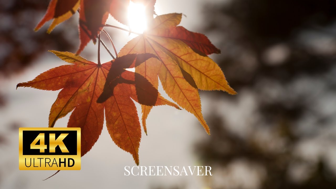 Nature Photography: Wallpaper Slideshow/Screensaver In 4K Ultra HD ...