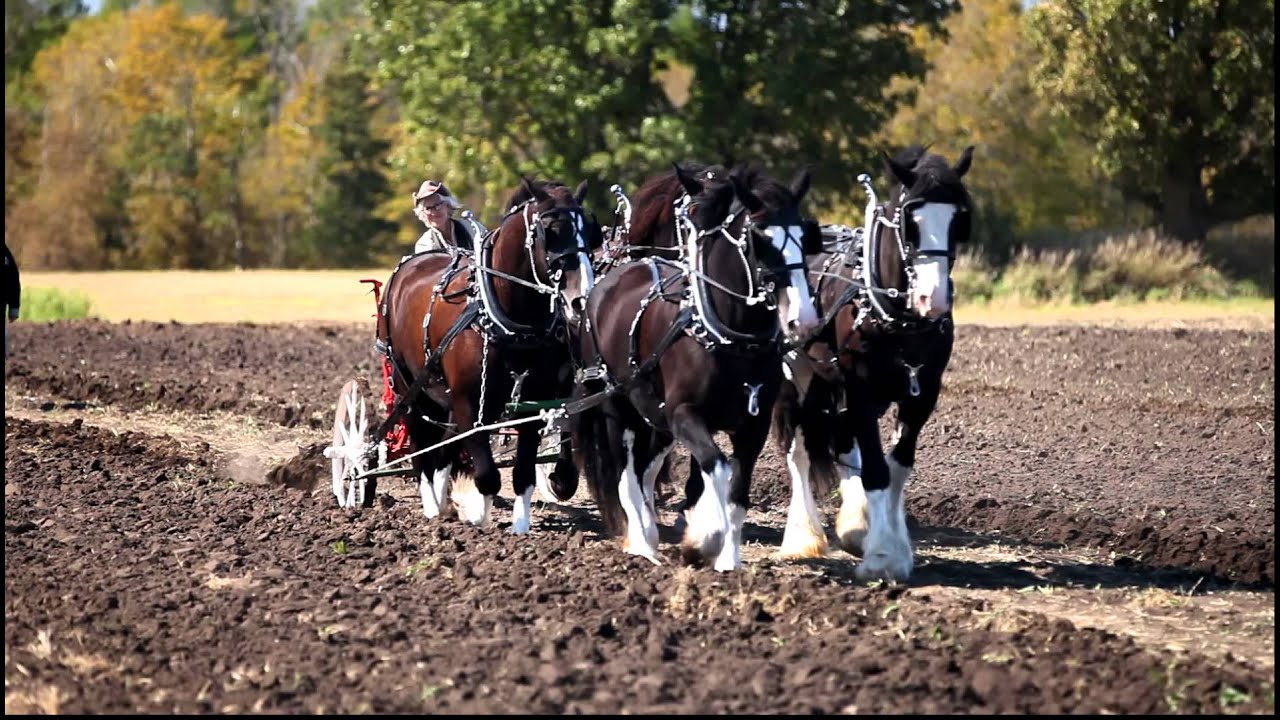 Three shires and a percheron - YouTube