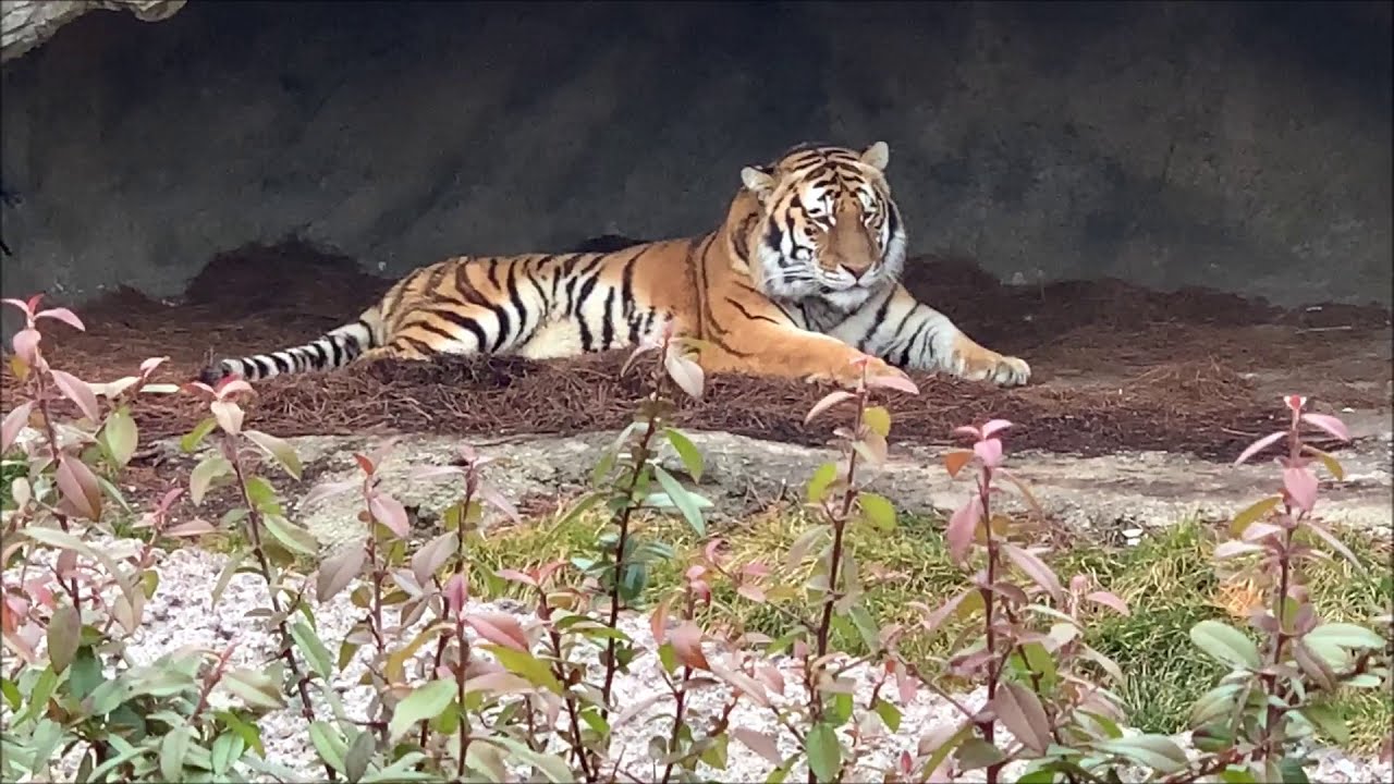 Tiger Grooming Itself at Detroit Zoo 2021 - YouTube