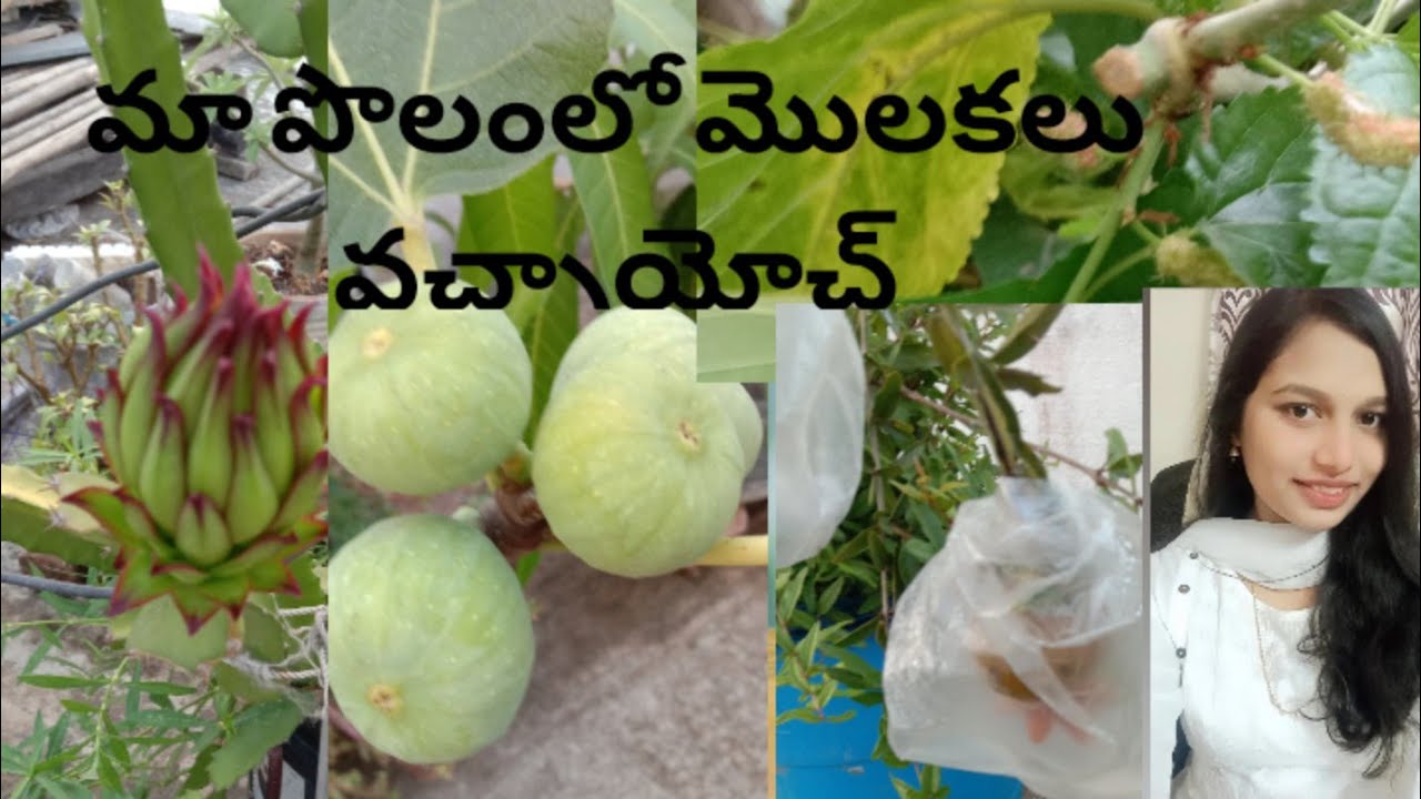 maa polamlo molakalu vachayoch dragon fruit and anjeer fruiting video ...