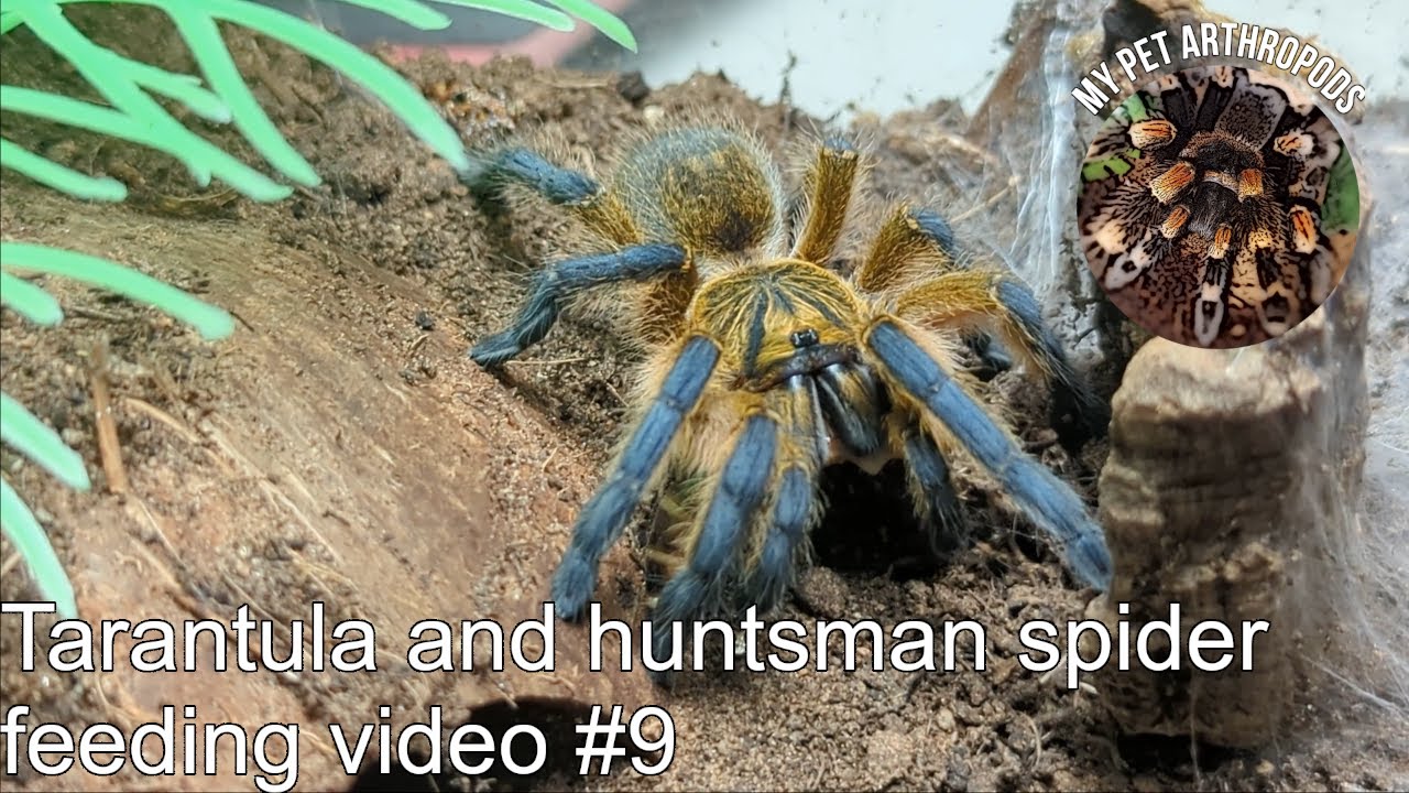 Tarantula and spider feeding video #9 - YouTube