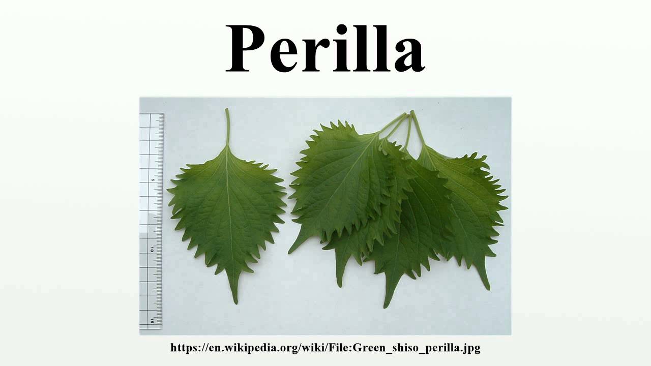 Perilla - YouTube