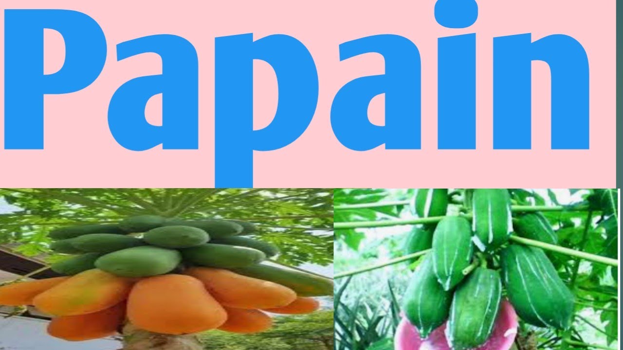 PAPAIN - An digestive enzymes - YouTube