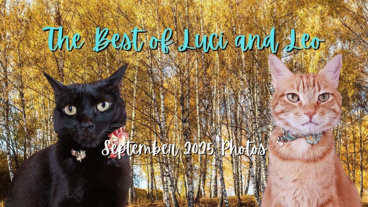 The Best of Luci and Leo - September 2025 - YouTube