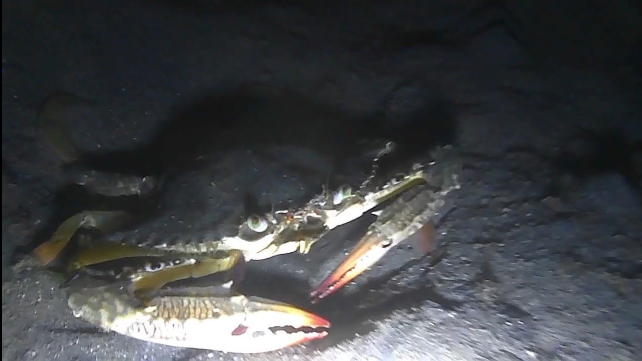 NYTDIVE||ANG DAMING ALIMASAG o LAMBAY (CRAB)||SPEARFISHING PHILIPPINES ...