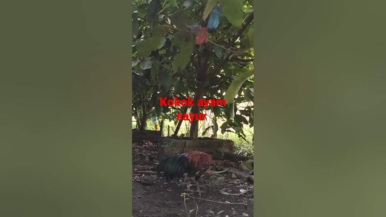 Kokok Ayam Sayur Short Youtube