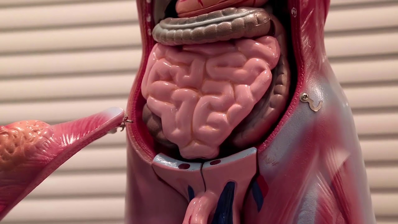 What Are the Pros and Cons of Colonics? - YouTube