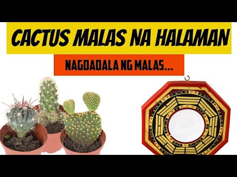 CACTUS MALAS NA HALAMAN SA BAHAY - YouTube