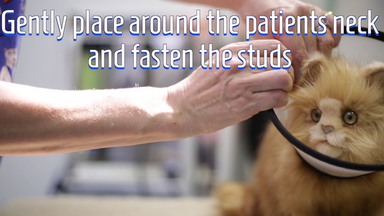 MDC Smart Collar™ - YouTube