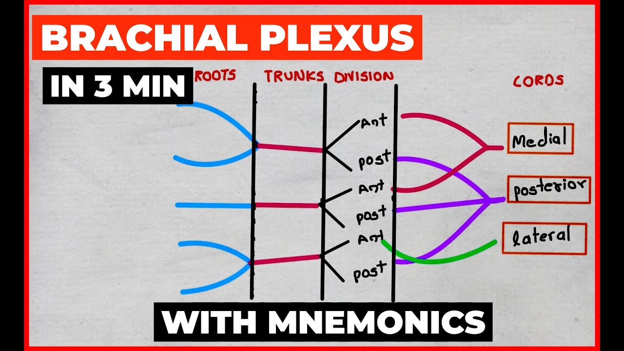BRACHIAL PLEXUS IN 3 MIN | ANATOMY UPPER LIMB | EASY DIAGRAM WITH ...
