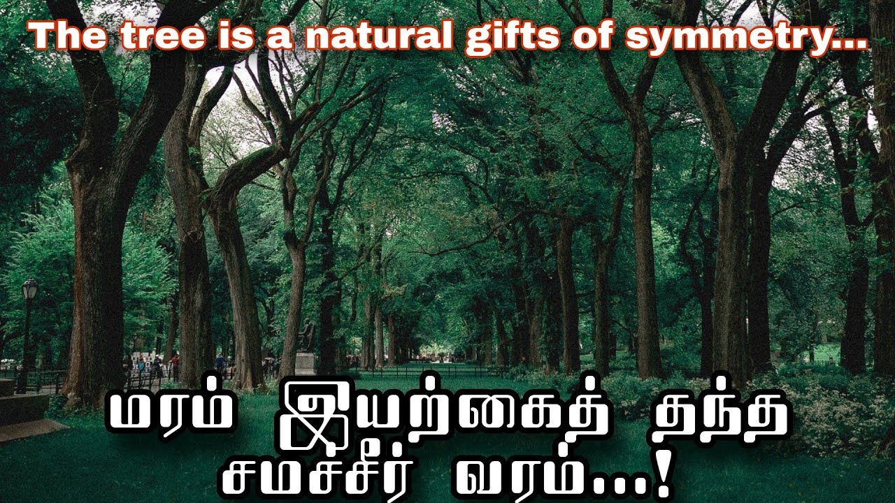 Save trees/Tamil motivational words /மரம் இயற்கைத் தந்தசமச்சீர் வரம்🌳🍂 ...