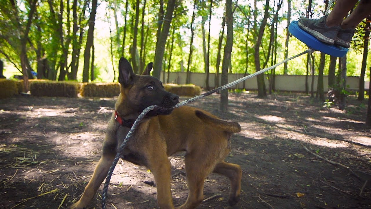 The Making of a K9 - Episode 4 - YouTube